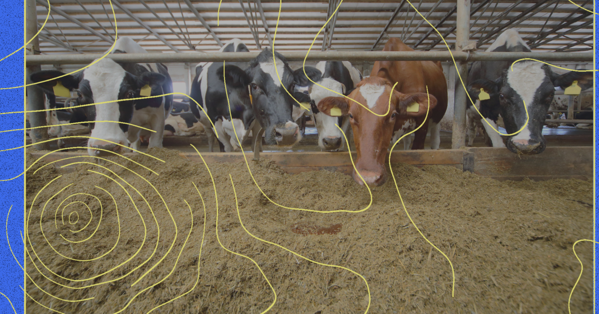 Meat Without Animals Isn’t Some Utopia. It’s a Future Already on Its ...