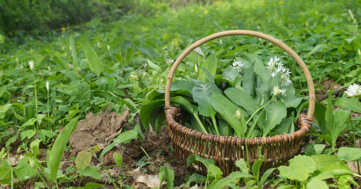 As Food Prices Hit A 45 Year High People Are Foraging Wild Foods To Save Money Novara Media