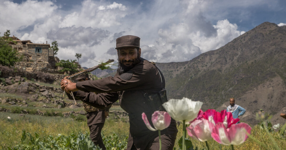 The Taliban’s War on Opium Could Have Disastrous Effects | Novara Media